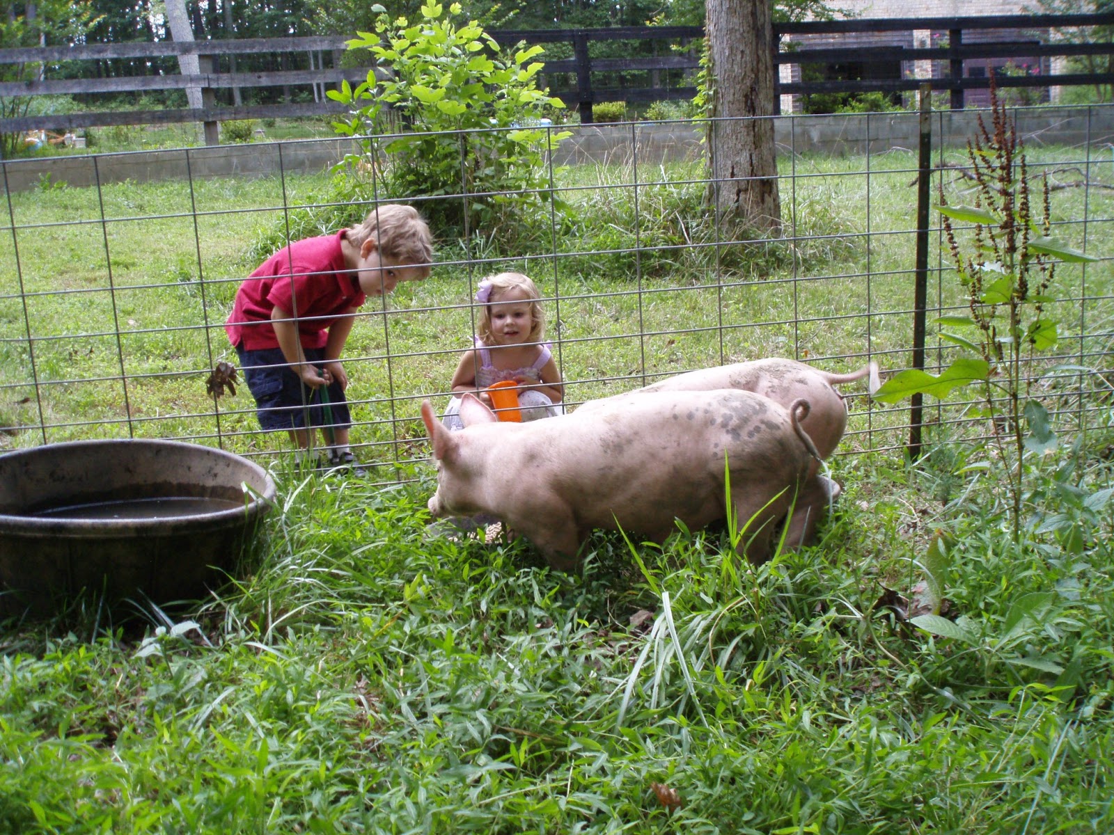 MCR's thoughts...: A redneck pig pen or "re-purposing pallets" for hog ...