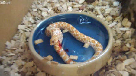 Watch: Snake Committing Suicide