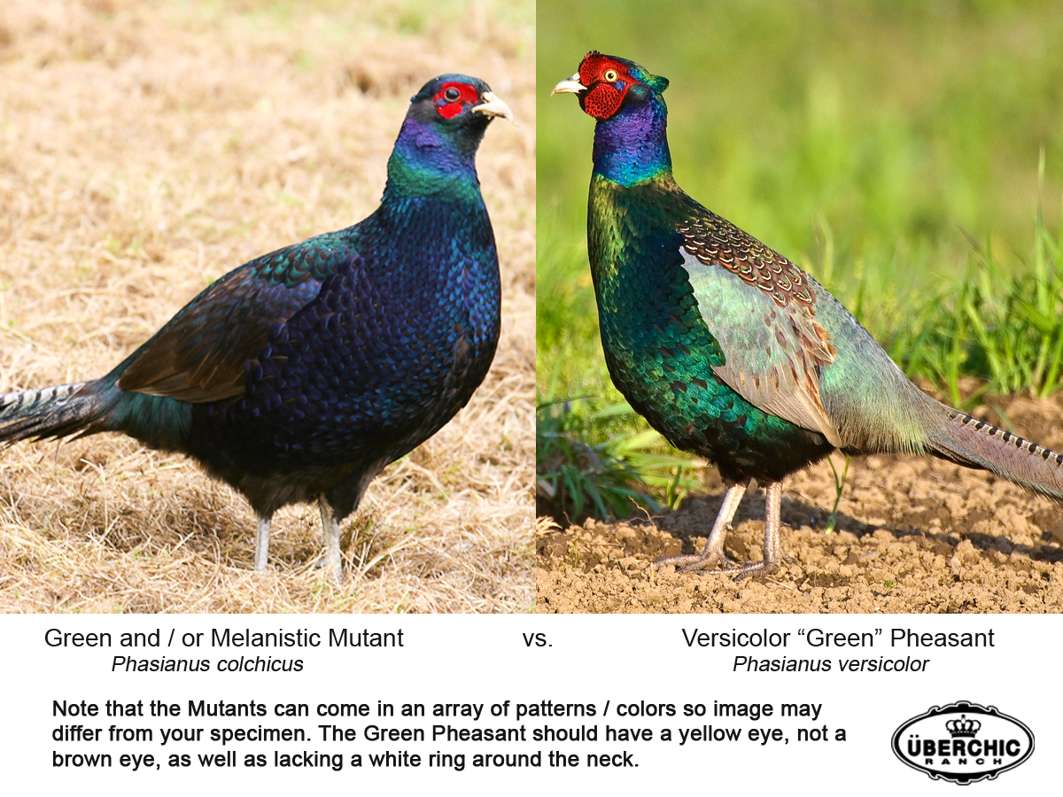 Melanistic Ringneck Pheasant