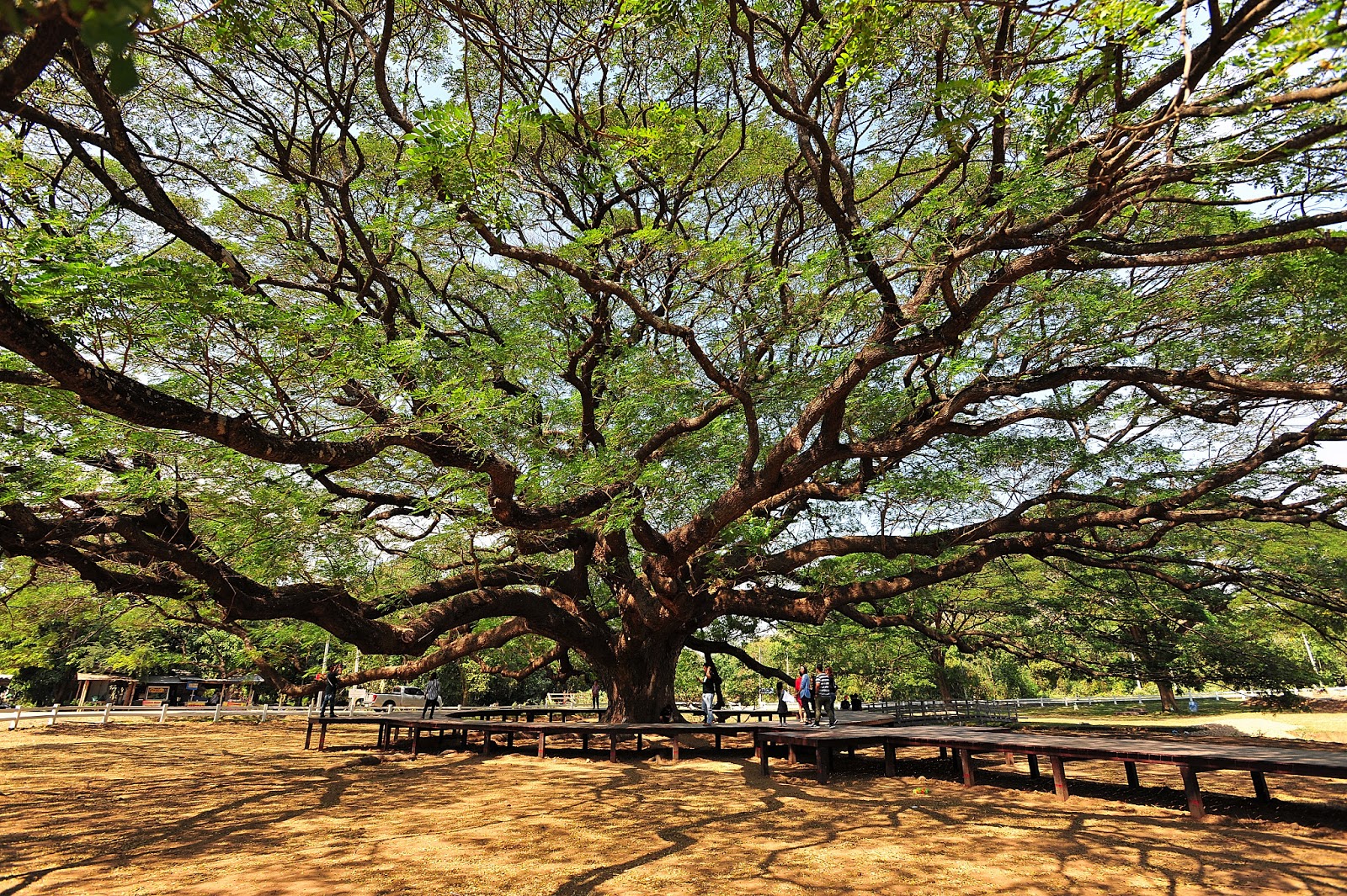 The Life Journey in Photography: Giant Rain Tree @ Kanchanaburi, Thailand