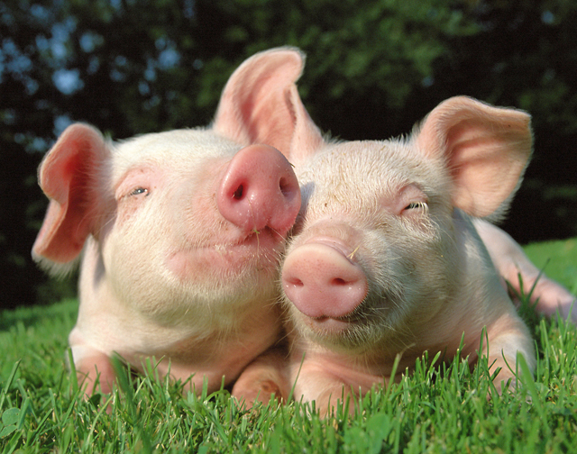LOS CERDOS: UNA SOLUCIÓN PARA LA DIABETES