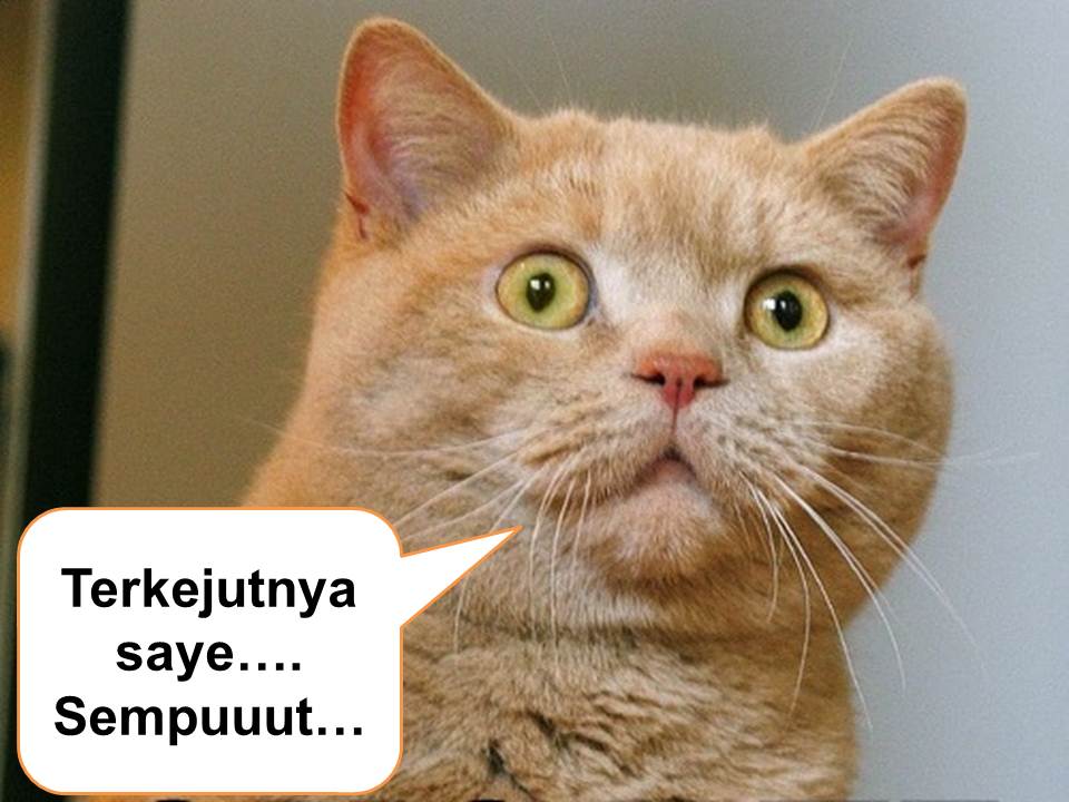Inspirasi 22+ Gambar Kucing Lawak