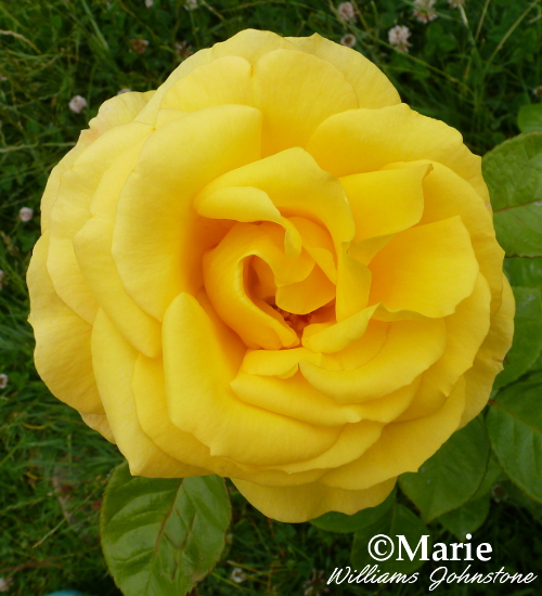 Arthur Bell Rose Bush: Beautiful Fragrance