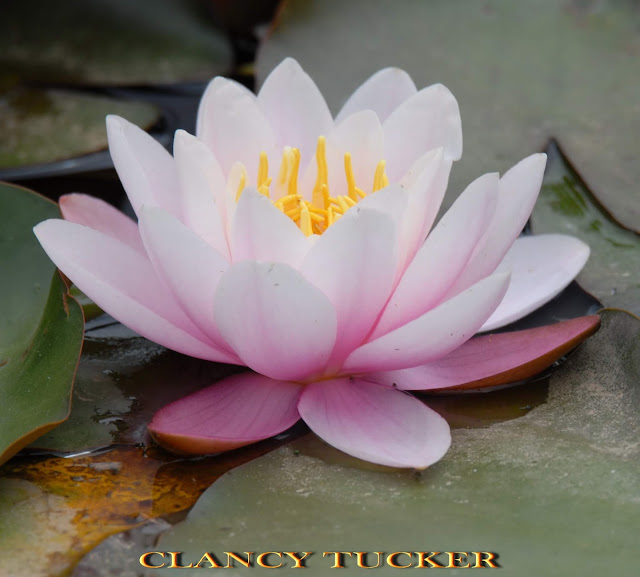 Clancy Tucker's Blog: 10 July 2019 - ALAN FYFE - GUEST AUSTRALIAN MUSICIAN