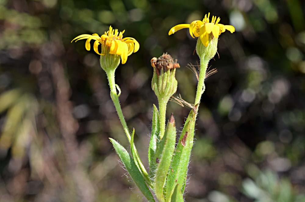 Space Coast Wildflowers: January 2013