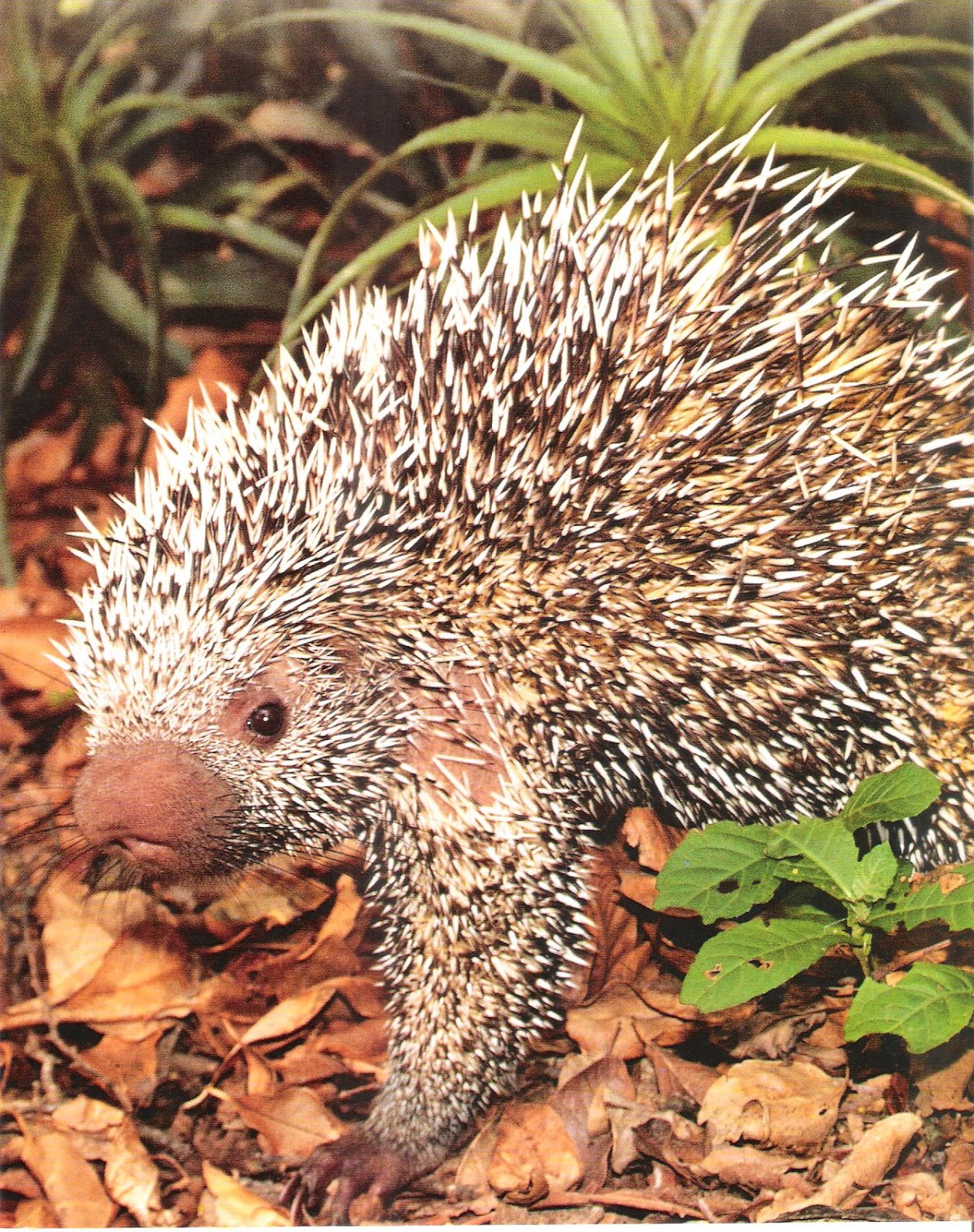 Zoológico Virtual do Koba: Porco-espinho Brasileiro