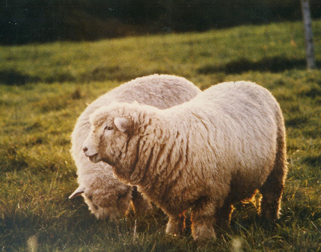 Things Is Cool: Sheep Breed: Romney