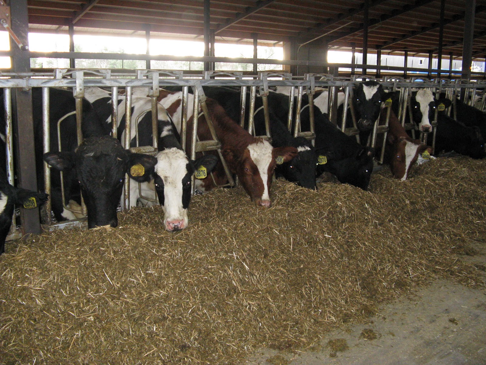 Ag Equipment & TMR Info Center: How to feed your herd for optimal ...