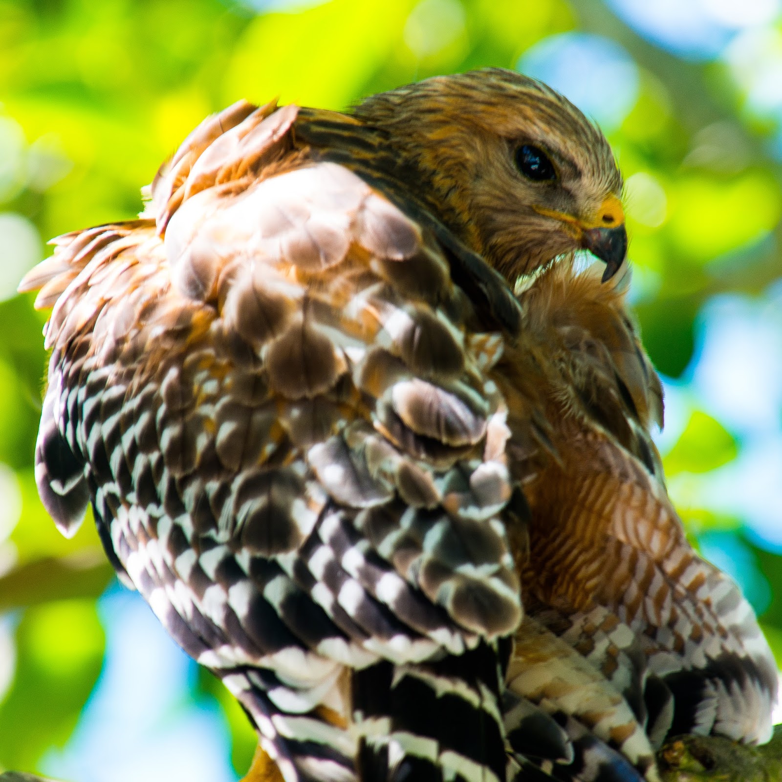 Postcards in the Air : HAWKS AND DOVES