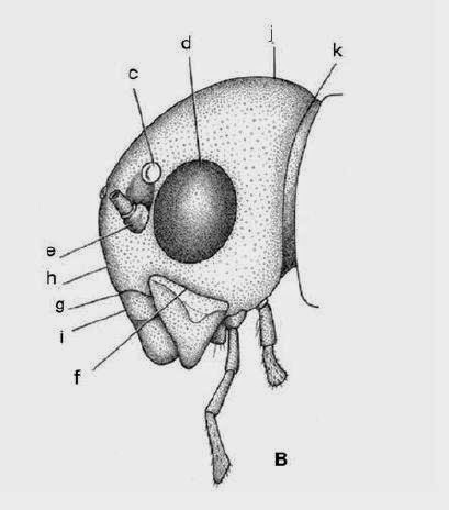 ~ Laboratorio de Insectos