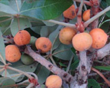 MTI WA UPUPU HUTUMIKA KATIKA TIBA YA TATIZO LA NGIRI KWA WANAUME