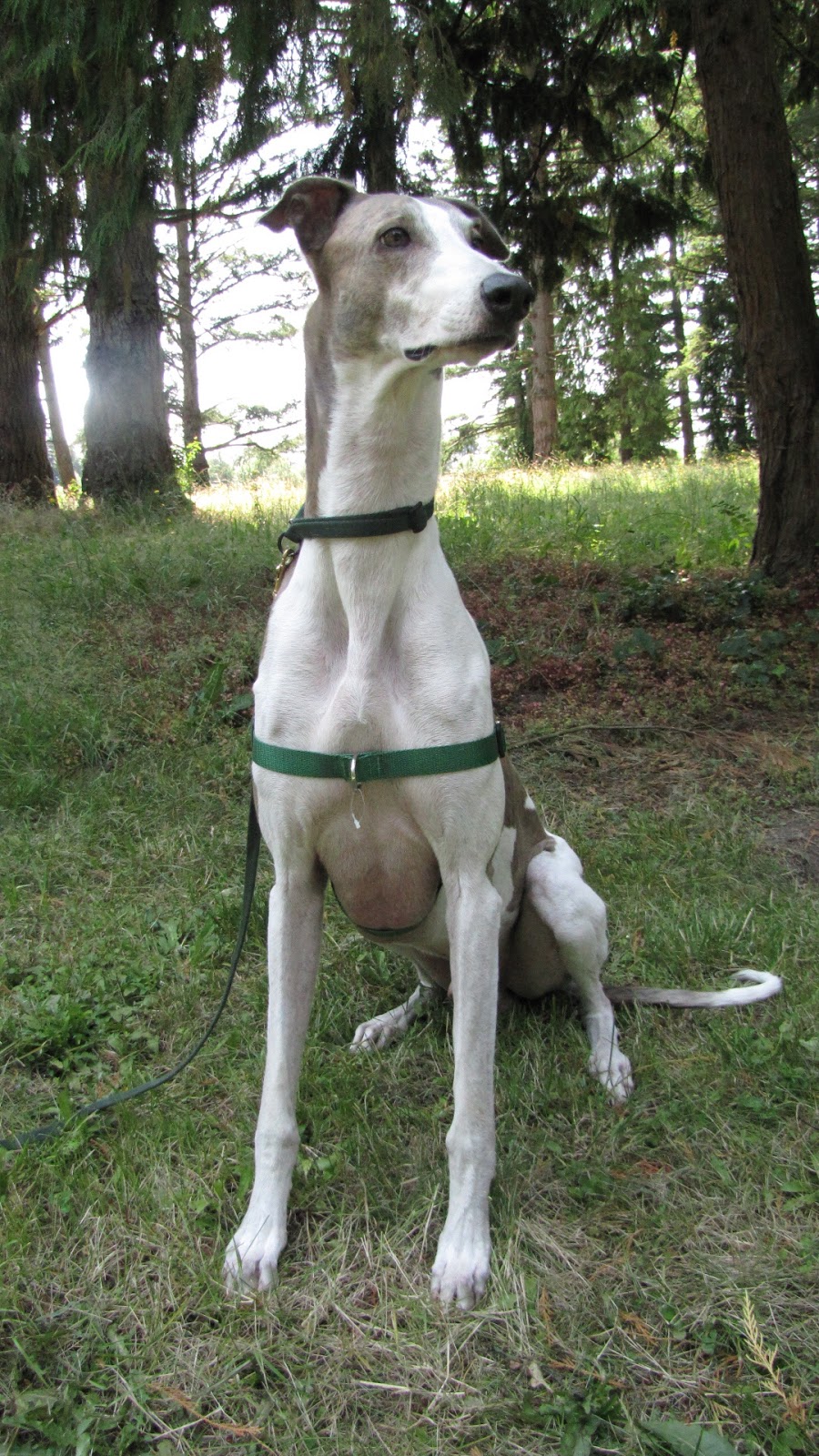 Aragon Greyhounds: Front Clip