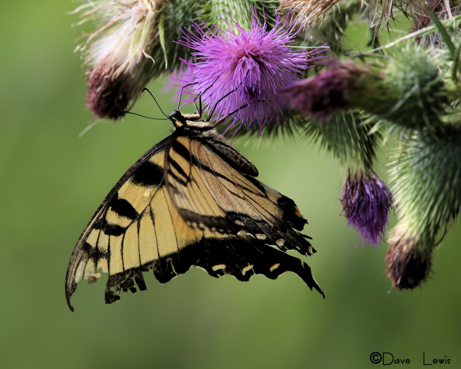 Birds from Behind : Summer Birding...