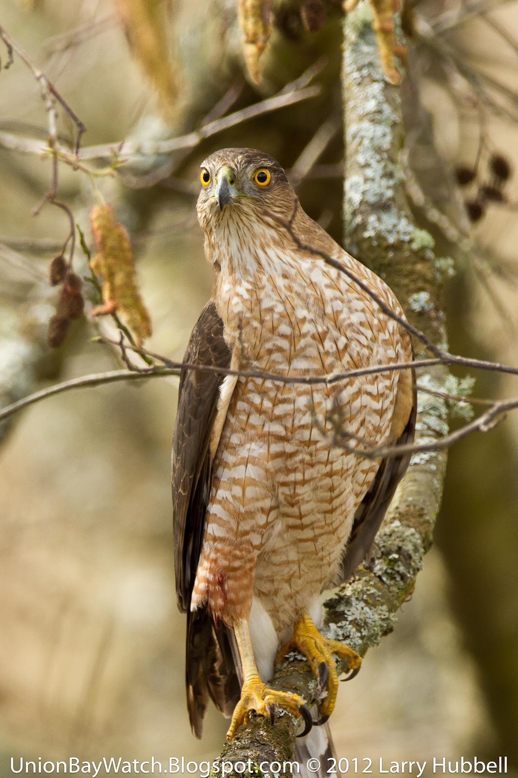 Union Bay Watch : Sharp-Shinned vs Cooper's Hawk