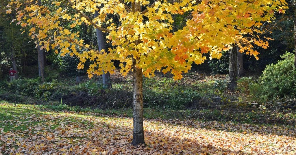 MARIETTE'S BACK TO BASICS: {Fall Colors & Clearing the Underbrush}