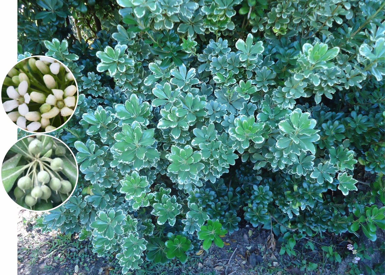 v e r d e c h a c o: Azarero / Jazmín de China / Pitosporo