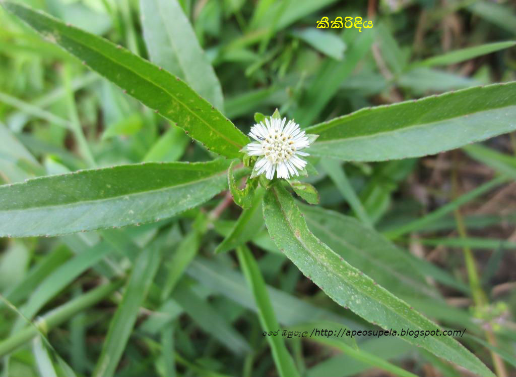 කීකිරිඳිය [Keekiridiya] (Eclipta prostrata) ~ අපේ ඔසුපැළ Medicinal ...