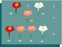 The Biology Universe: Vocabulary of Concepts of Ch.11 Patterns of ...