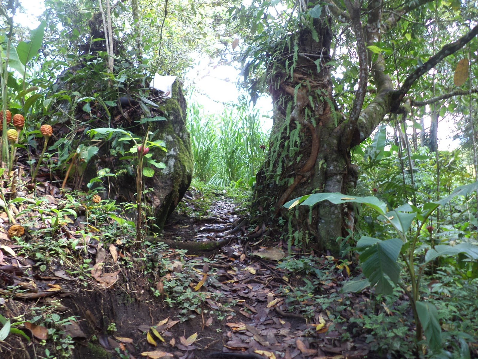 Panama Prattle: Sitio Barriles, Volcan, Panama