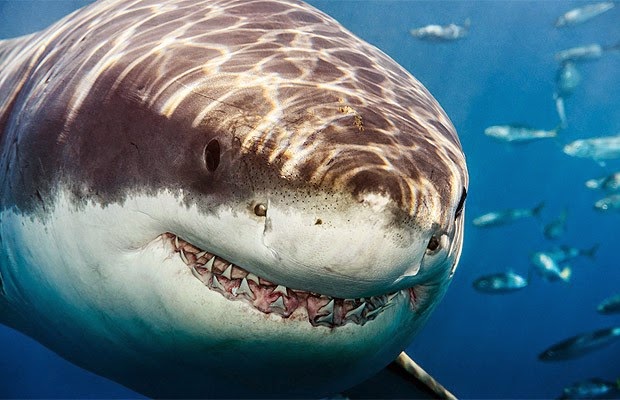 Mundo animal: 10 Factos incríveis sobre TUBARÕES