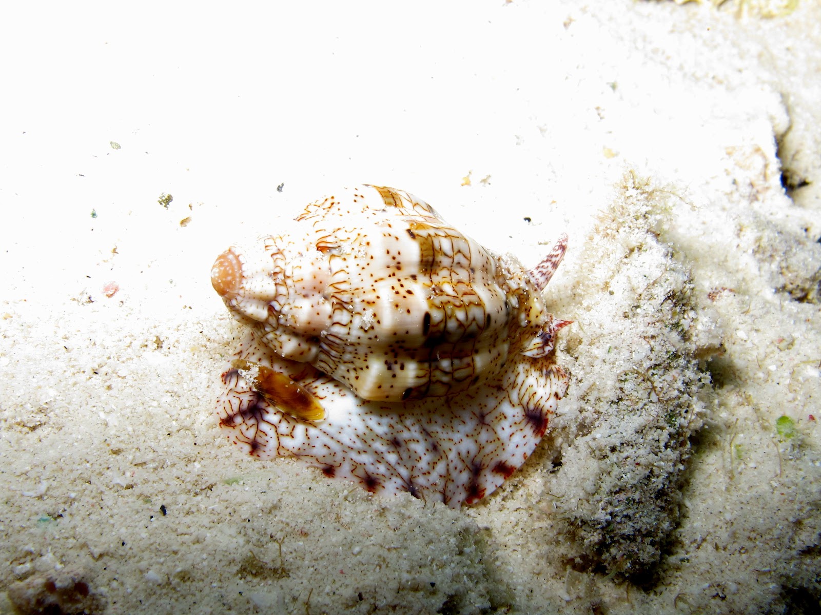 Rambling Jill: Sea snails