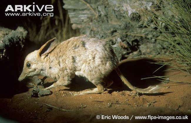 Mamíferos do Mundo: Família Chaeropodidae