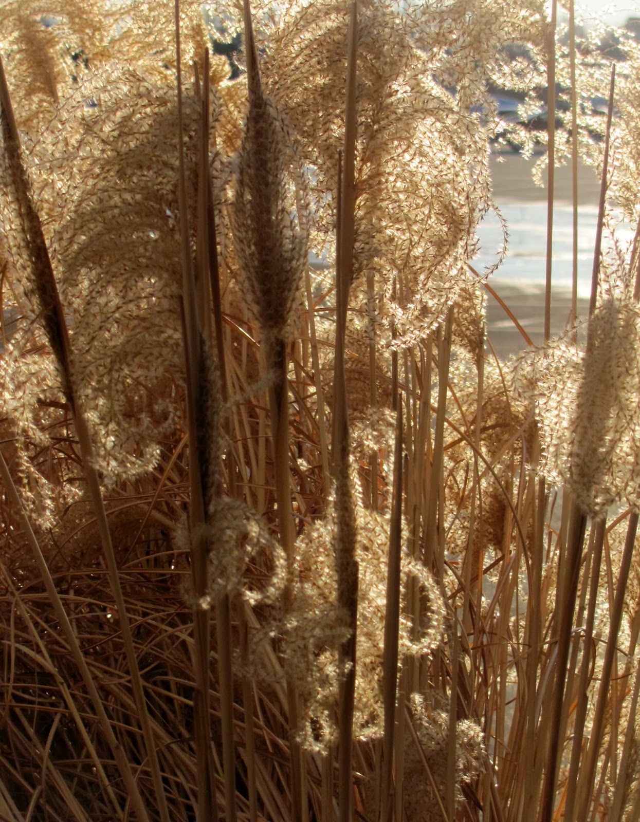 Speedway Daily Photo: An Amber Wave of Decorative Grass
