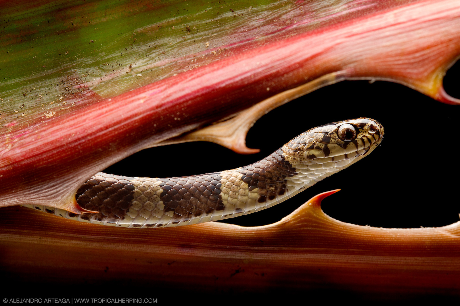 Lo que sabemos de las 5 especies de serpientes descubiertas en Ecuador ...