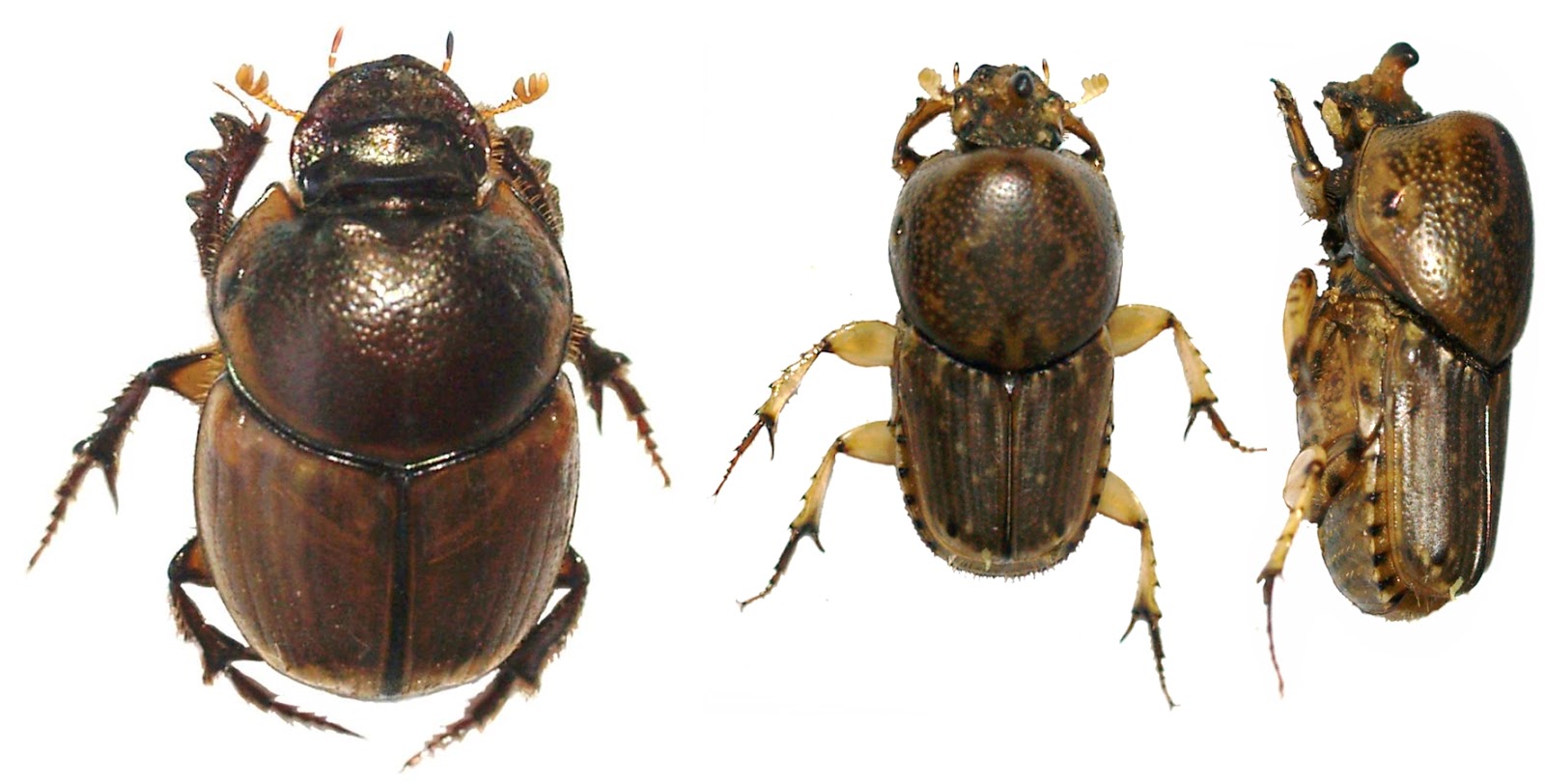 Arizona: Beetles, Bugs, Birds and more: Dung Beetles - important for ...