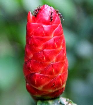 Manfaat Rimpang Pacing Bagi Kesehatan | Tanaman Obat | Manfaat Dan ...