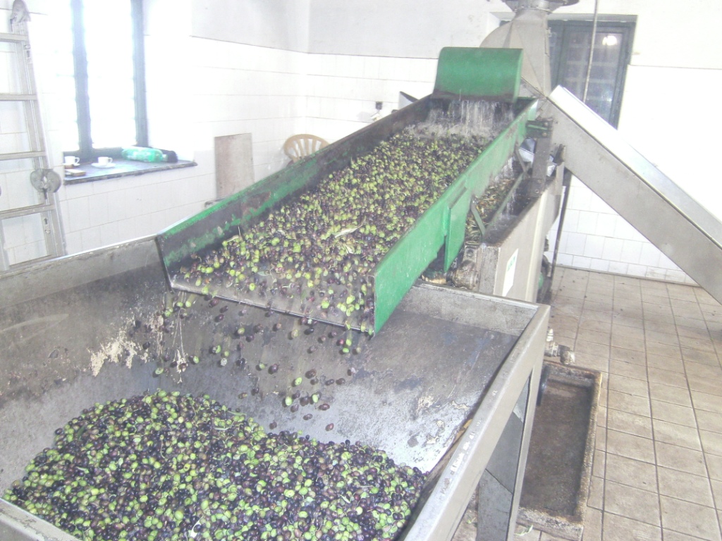Cyprus Paradise North Cyprus Blog: Going To The Olive Processing Factory