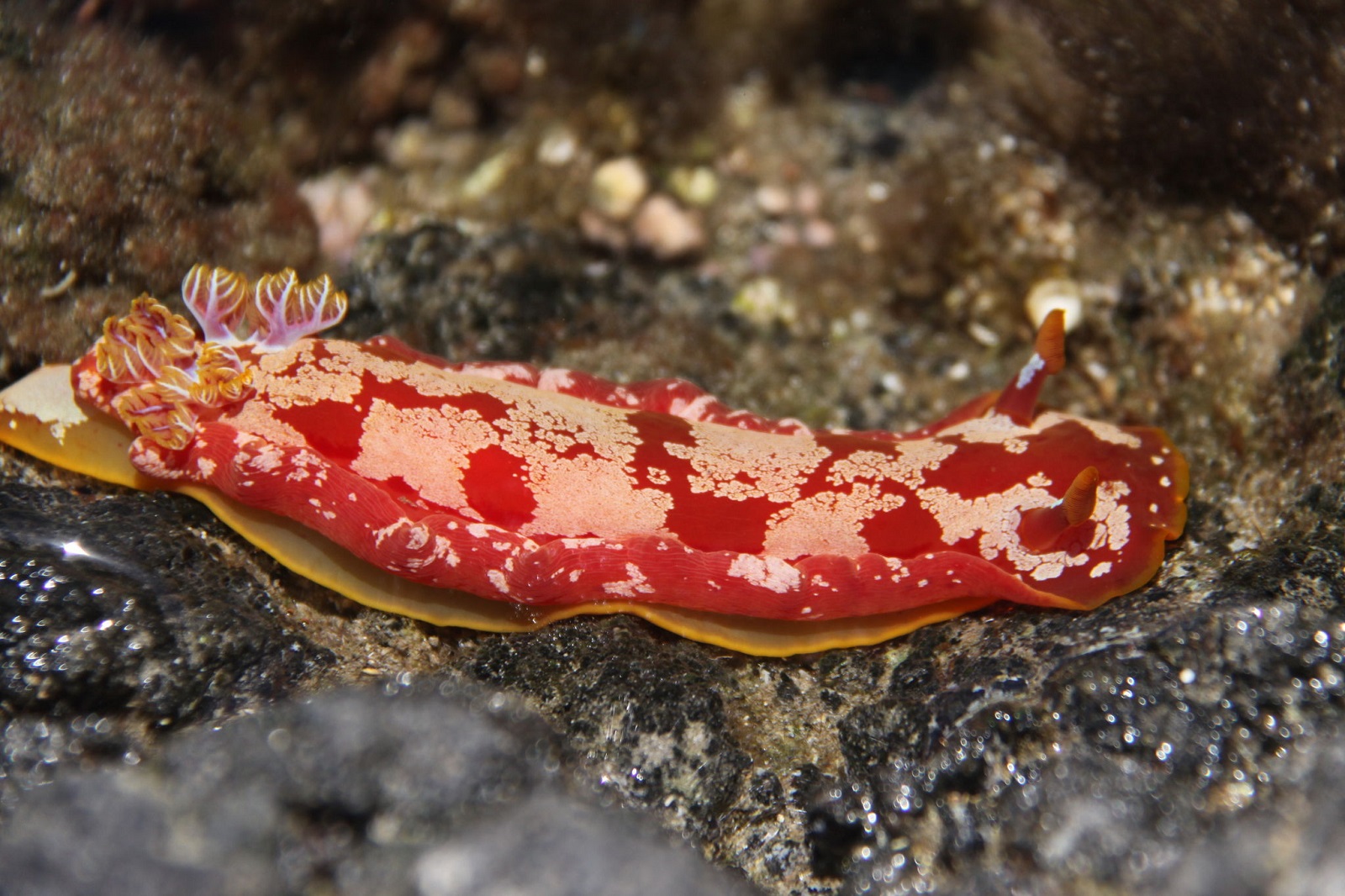 Real Monstrosities: Spanish Dancer