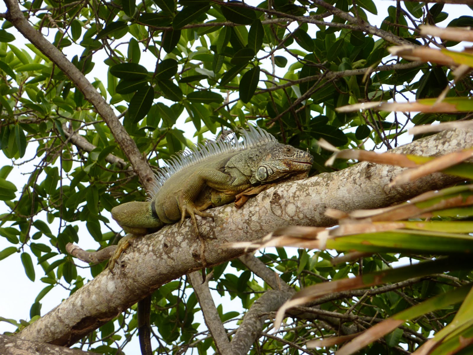 Dance While You Cook: A Diversion: La Iguana