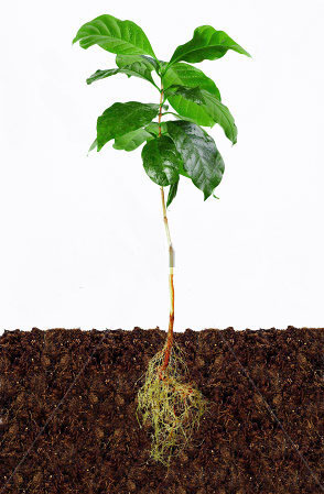 Mengenal Tanaman Kopi Arabika - ridwantatowo.com