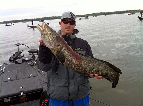 The Fisheries Blog: Get to Know an Introduced Species: Northern Snakehead