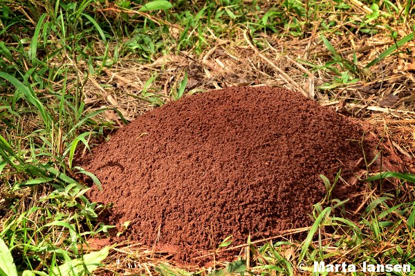 História & Outras Histórias: A guerra dos colonizadores contra as ...