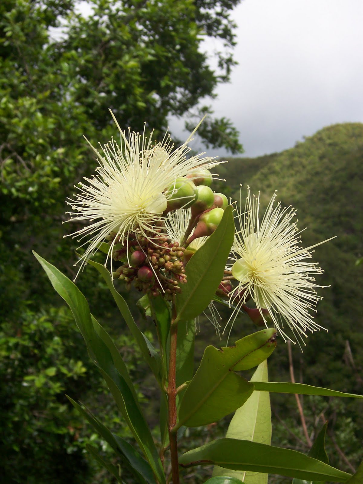 Preparados Botánicos Hipotensores: Manzana Rosa