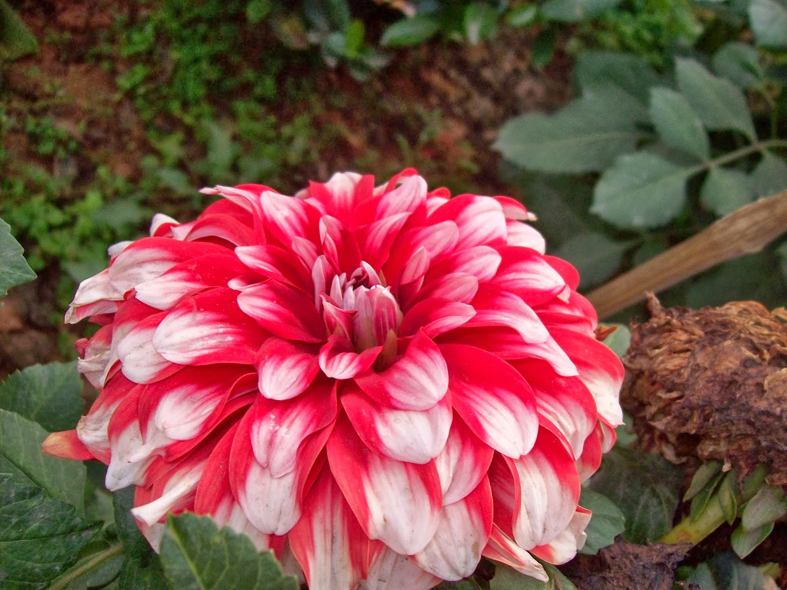 Indian flowers and herbs: Dazzling Dahlia