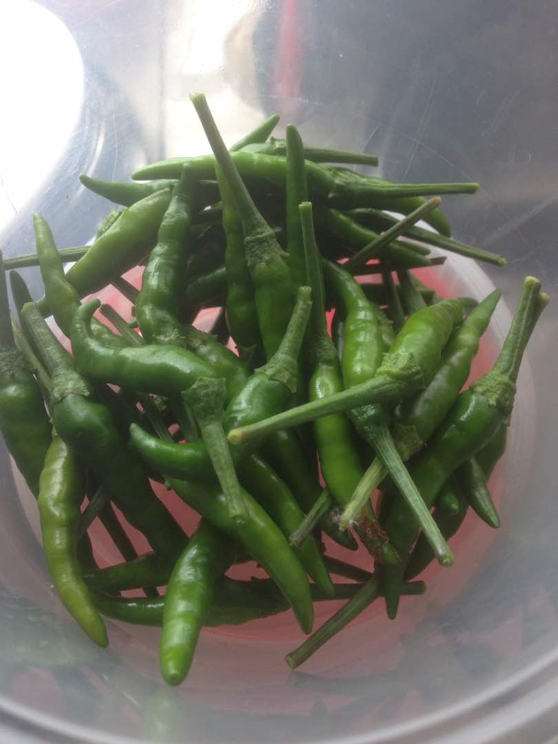 Jom Tanam Sayur ( JTS ) : Tuaian Cili Api AkarJom Tanam Sayur (JTS ...