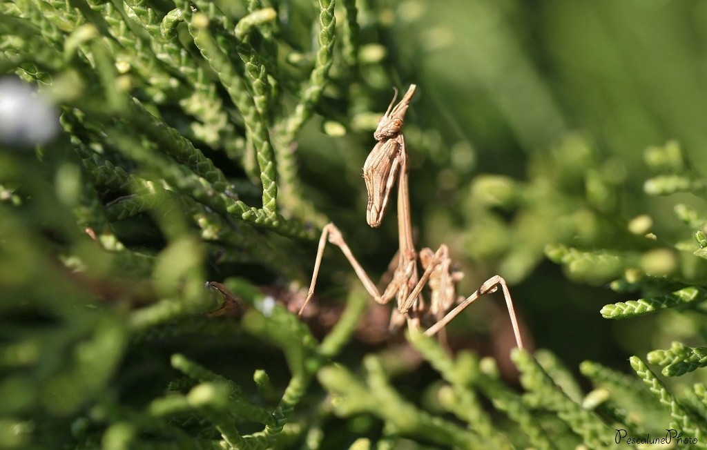 Pescalune Photo: Empuse ou Diablotin (Empusa pennata), Conehead Mantis