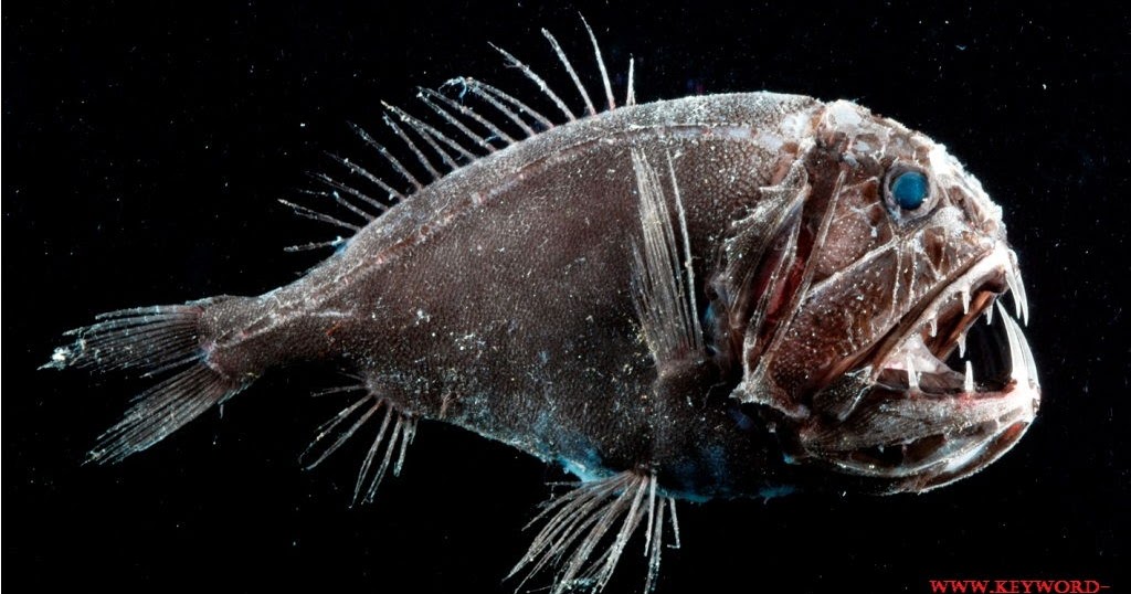 Koleksi 7 Gambar Fishbone Unik Terbaik - Koleksi Iwan