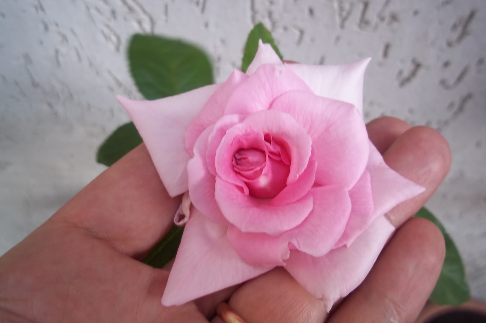 ibridatori per caso: Rose de Rennes x Heimatmelodie