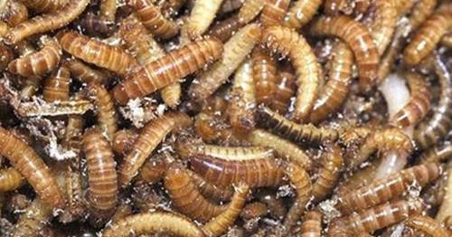 Manfaat Ulat Kandang Untuk Burung Kicauan dan Cara Perawatannya | Kicau ...