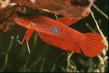 Brown's Betta - Betta brownorum ~ Nice Betta