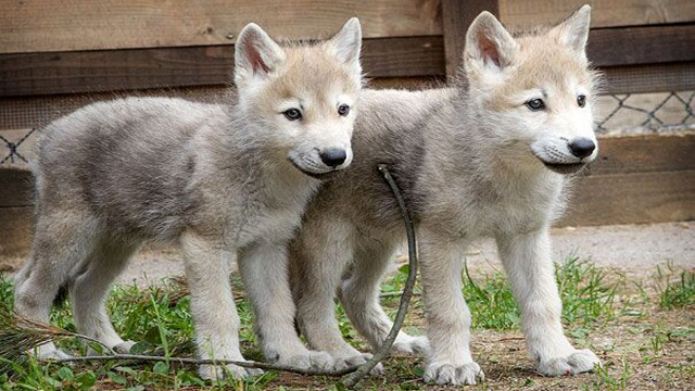 White Wolf : Rare Arctic Wolf Pups Arrive In Minnesota