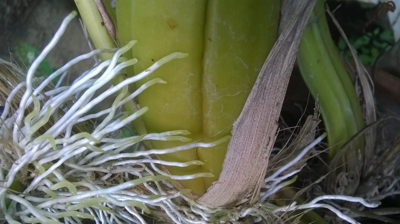 TISSUE CULTURE AND ORCHIDOLOGI: Mengenal Akar Anggrek