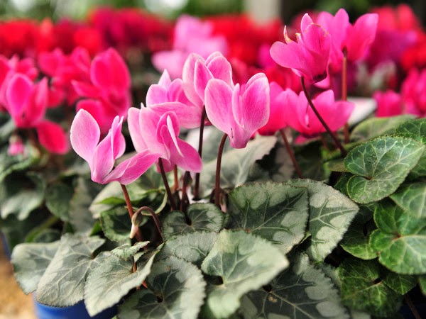 7 kwiatów: Cyklamen - pielęgnacja