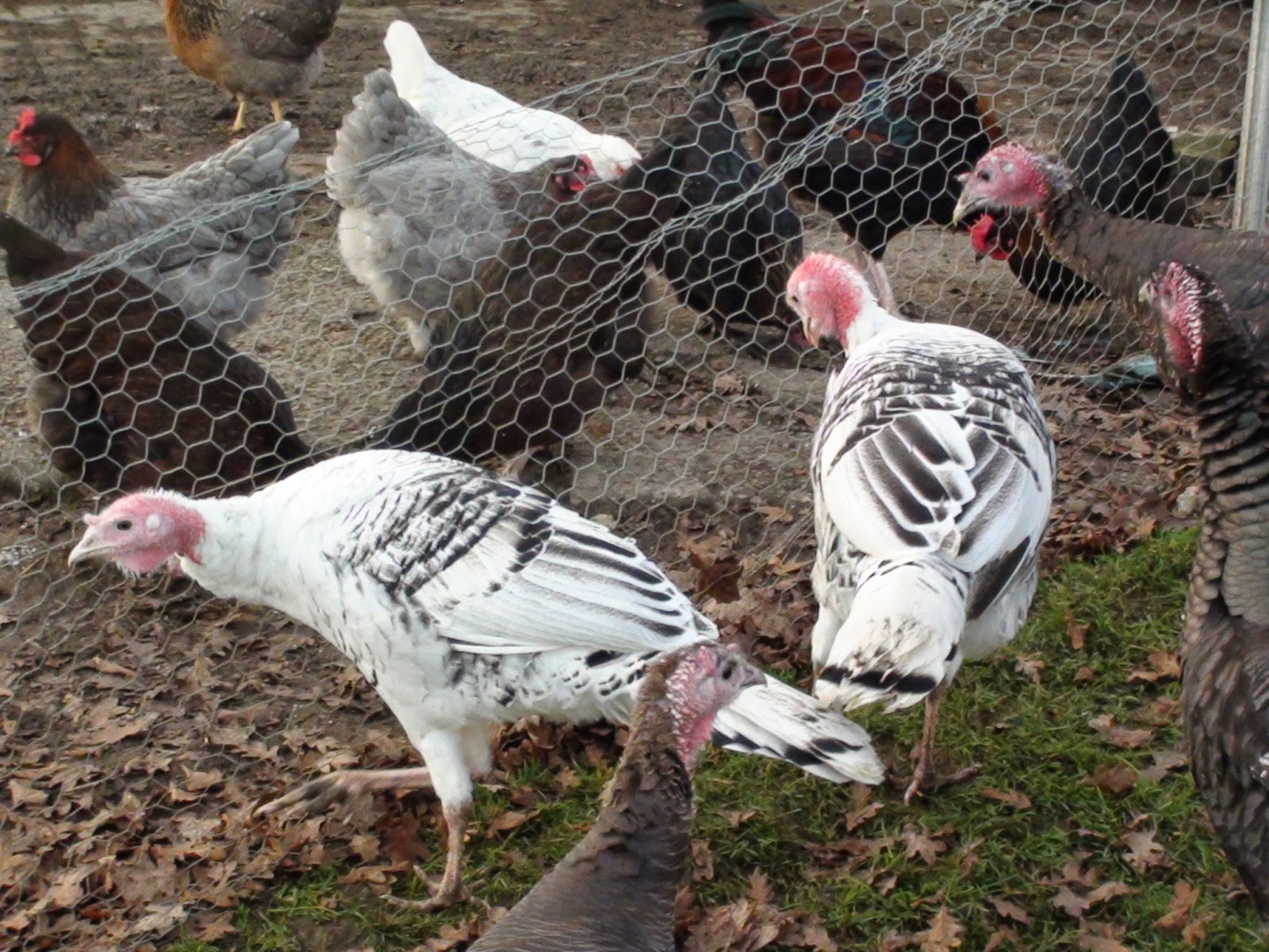 Adventures in Smallholding: December 2014