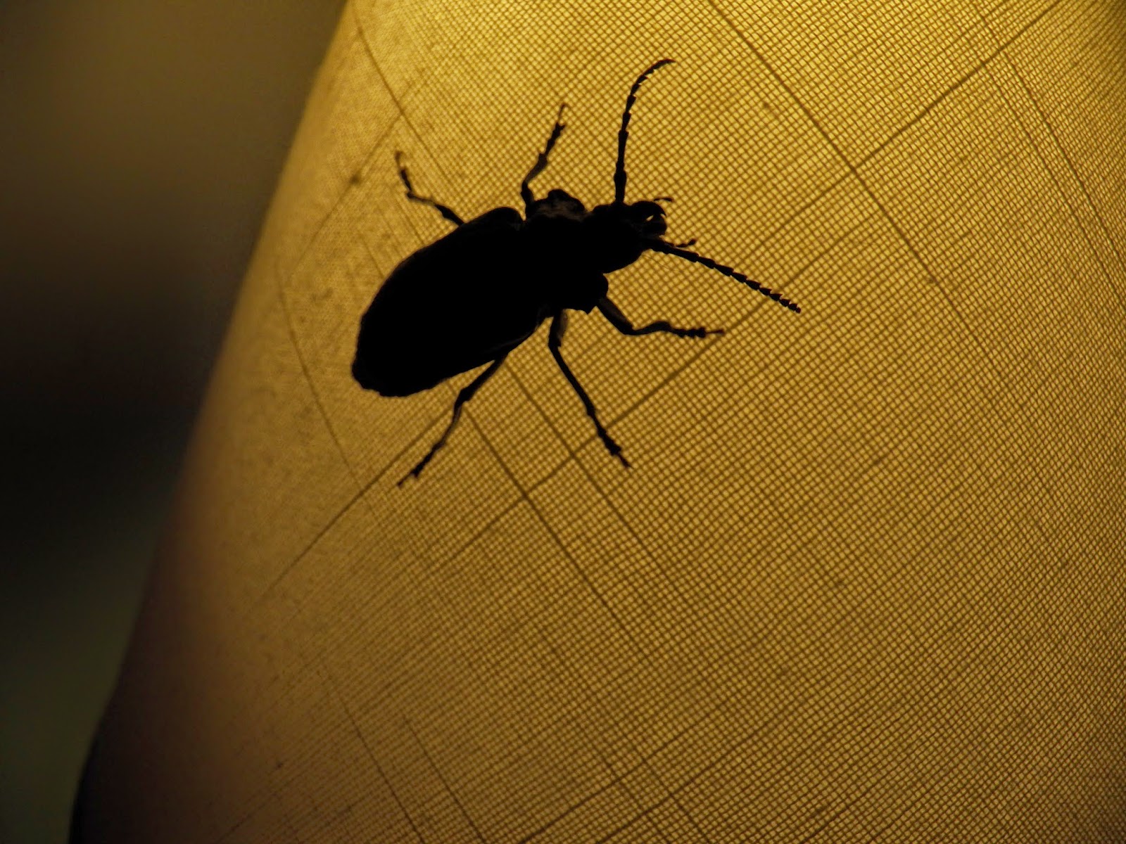 Connecticut Fly Angler: Bugs