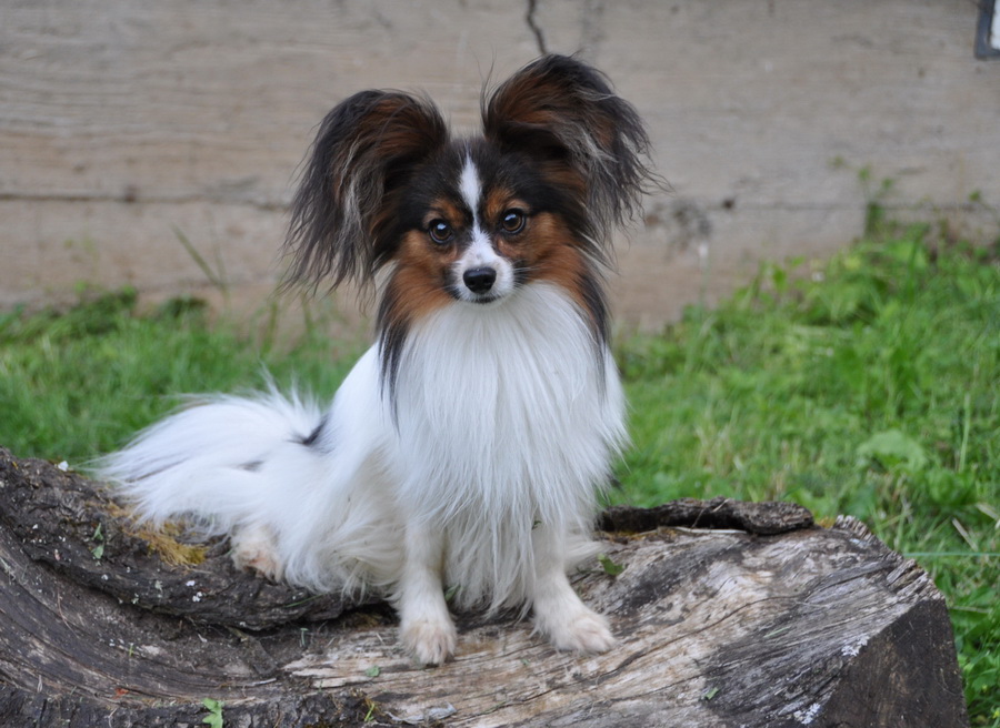 Road's End Papillons : 3 Day old Papillon Puppies